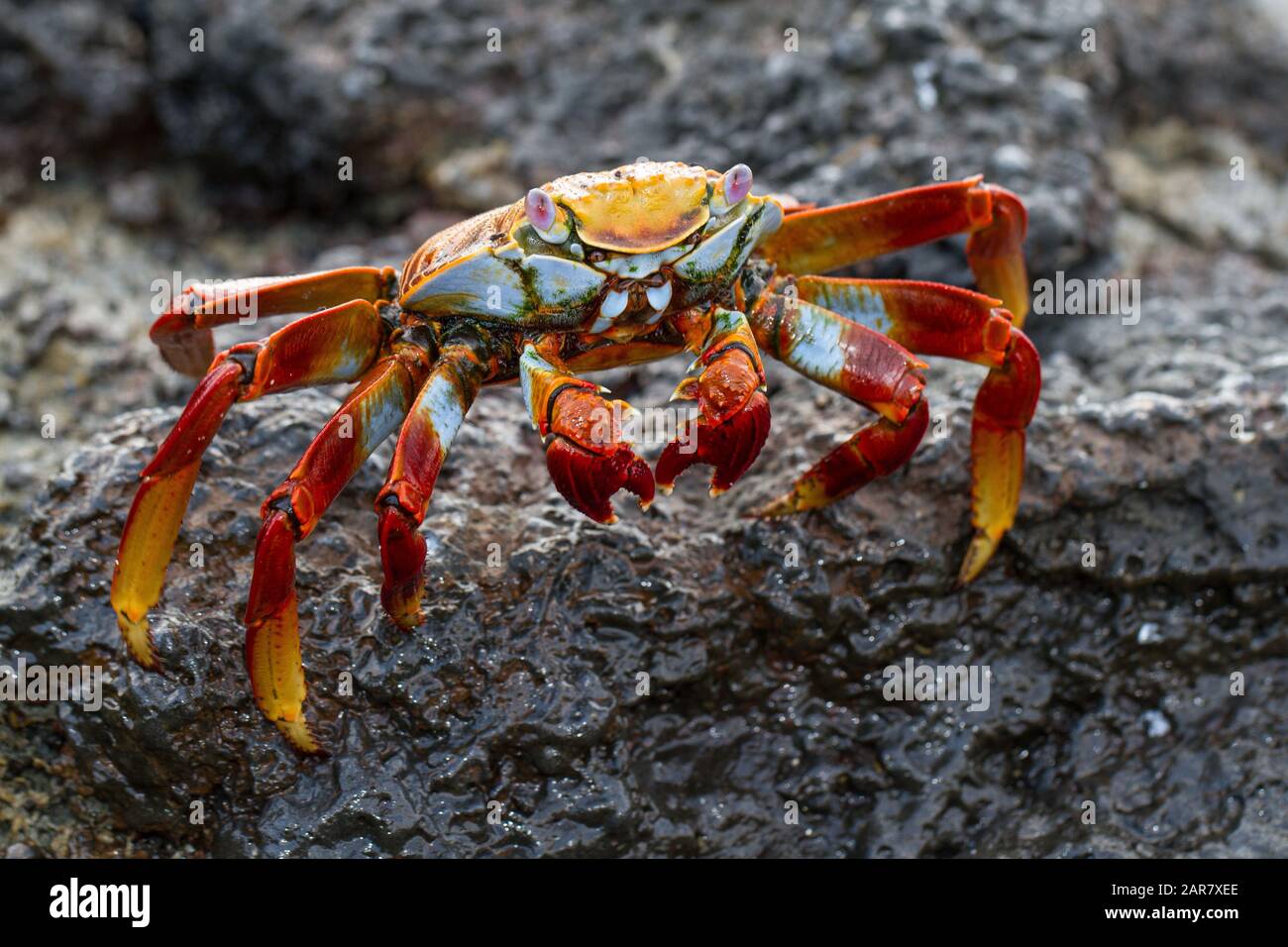 Sally Lightfoot crab Stock Photo - Alamy
