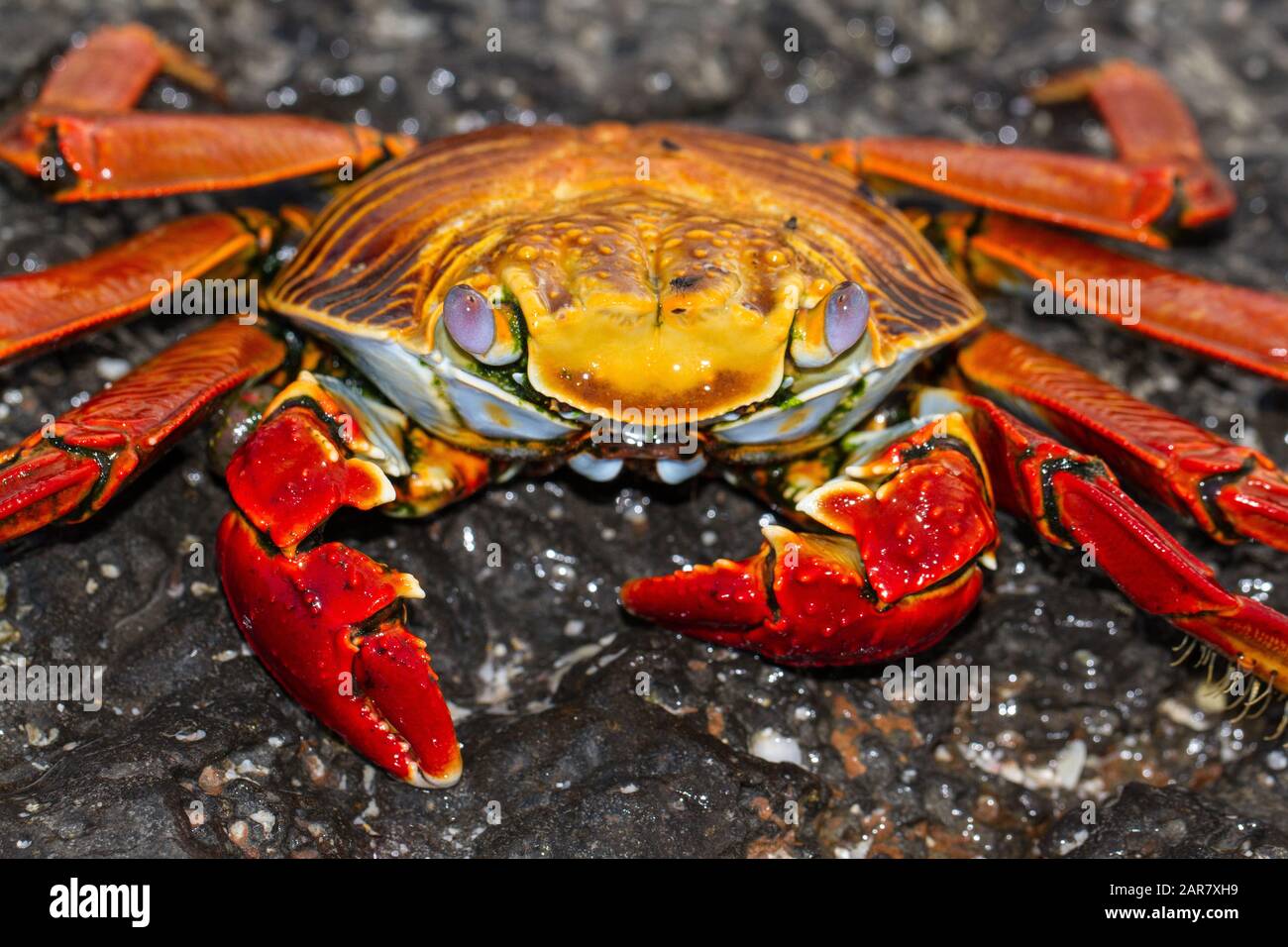 Sally Lightfoot crab Stock Photo - Alamy