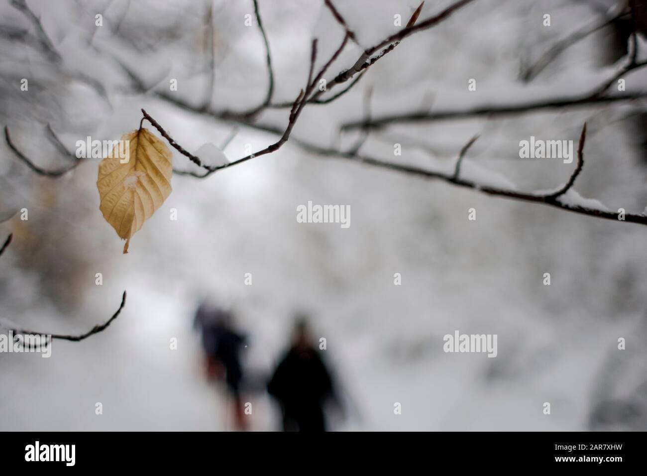 Wintwer hi-res stock photography and images - Alamy