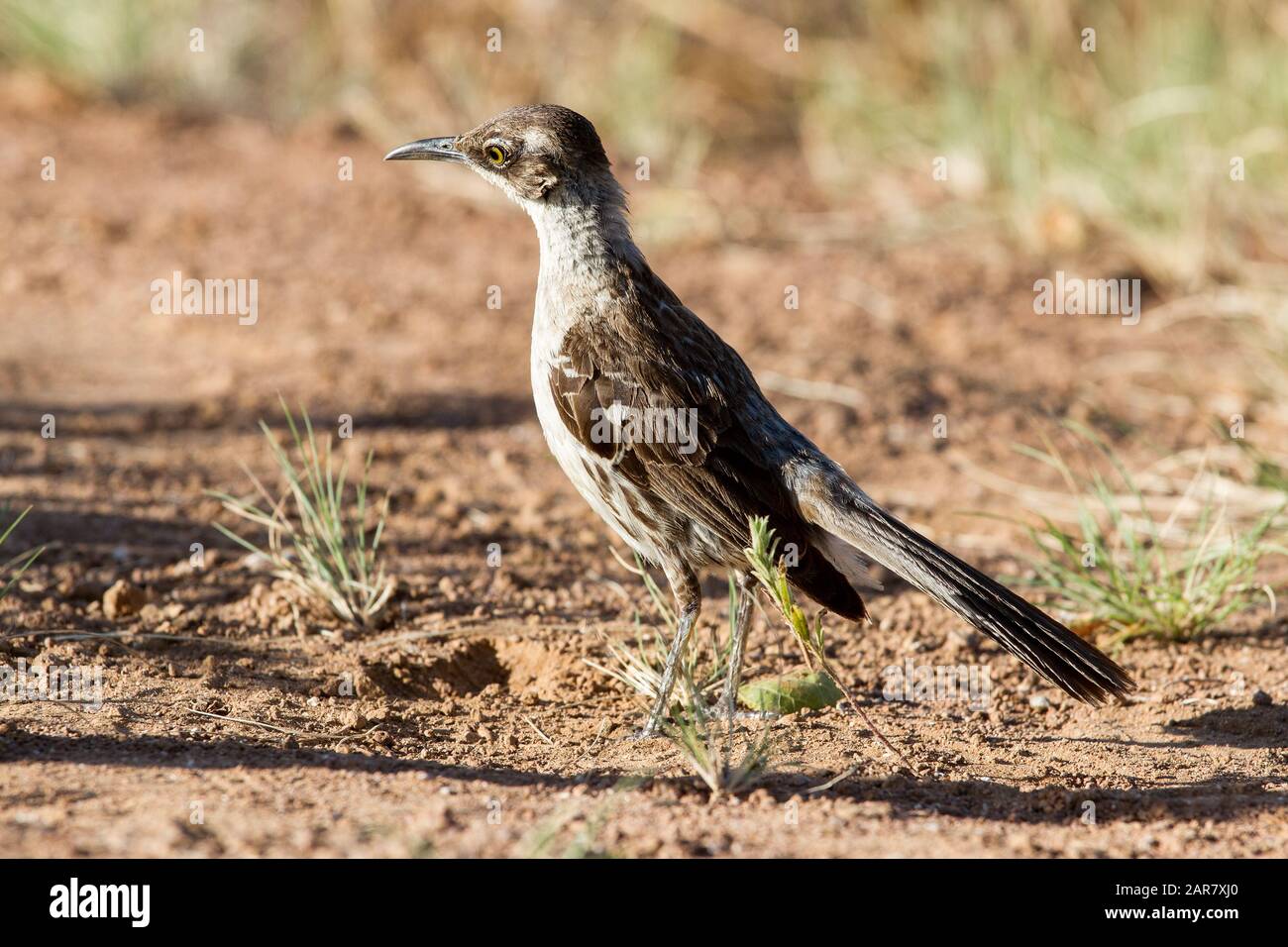 Galapagos Hood Island Mockingbird Stock Photo - Alamy