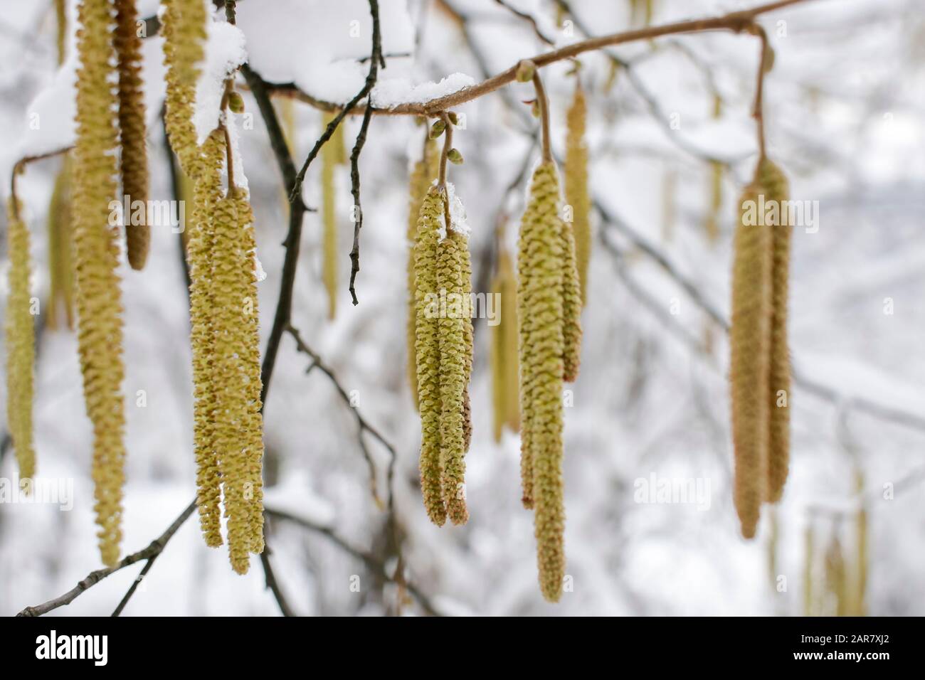 Wintwer hi-res stock photography and images - Alamy