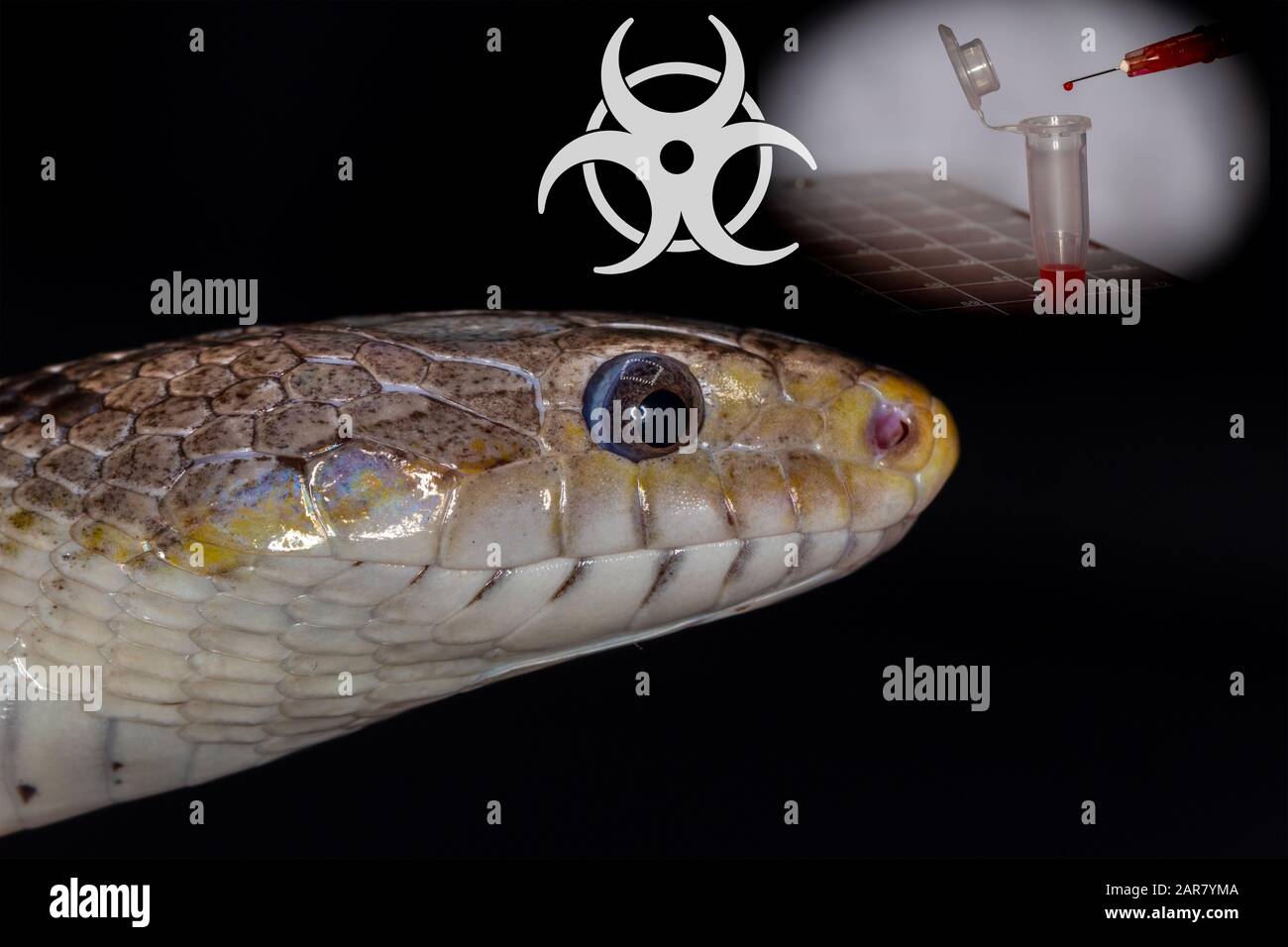 Coronavirus sample in vial with snake head and syringe with blood drop ...