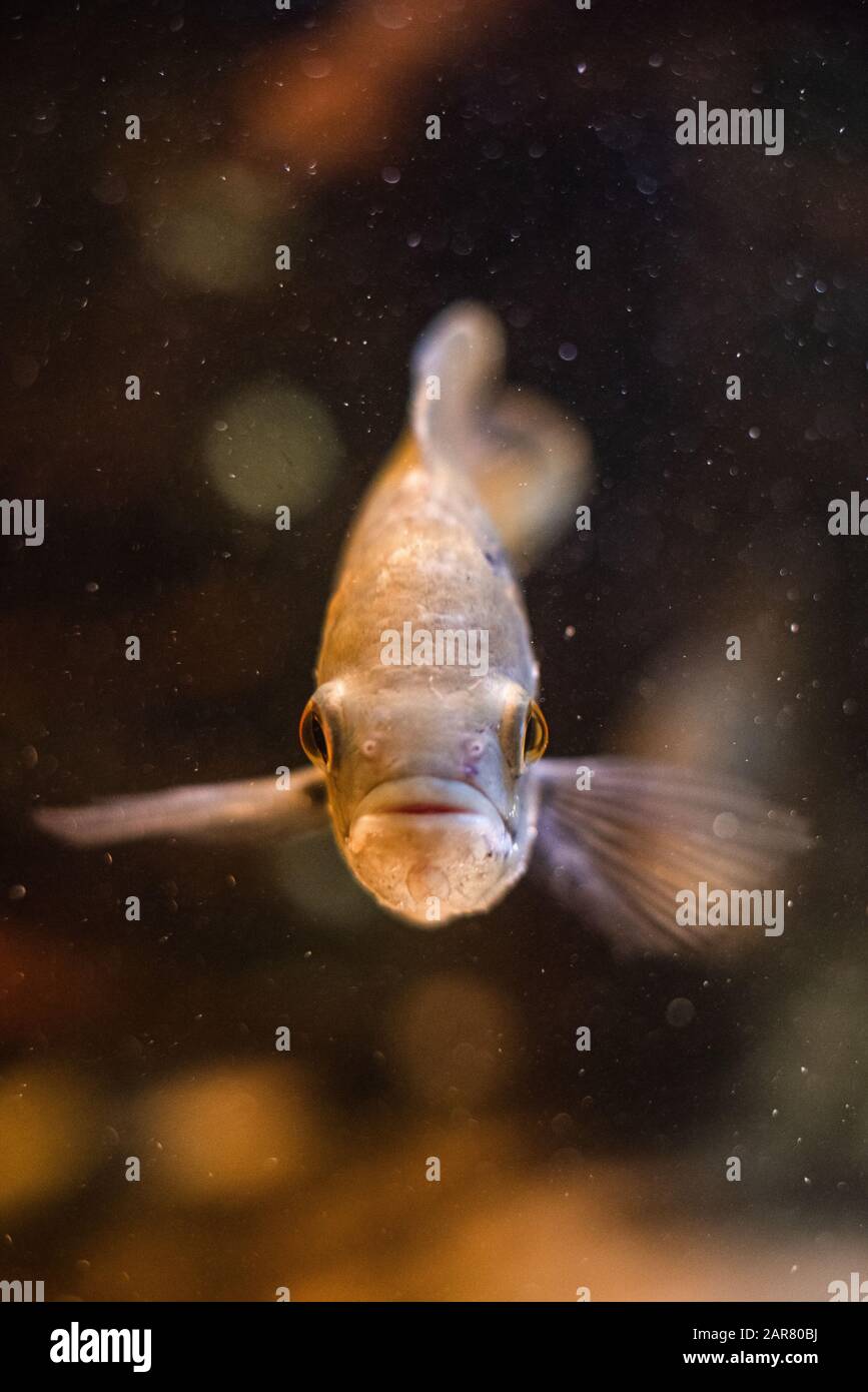 White Giant gourami fish Osphronemus goramy swimming in aquarium tank ...