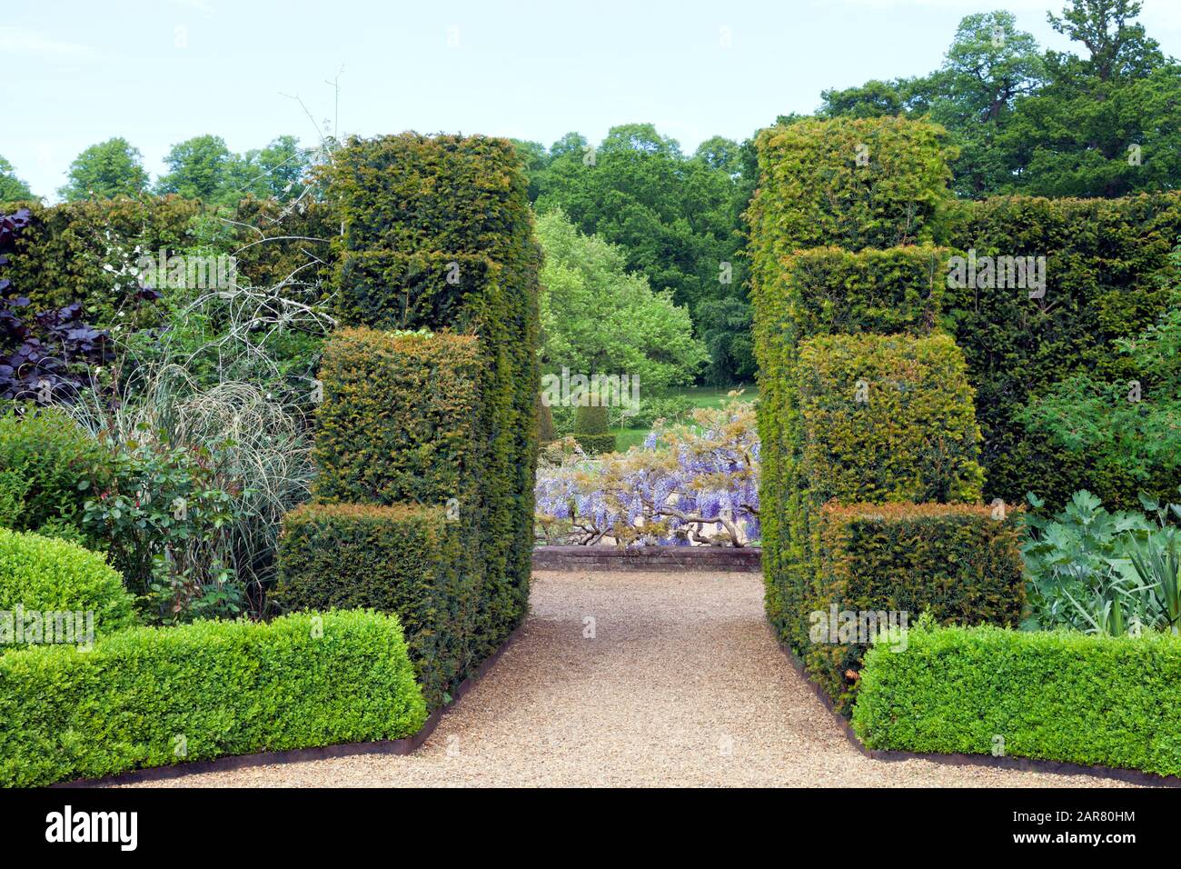 Gravel path between trimmed yew and box hedge leading towards purple ...