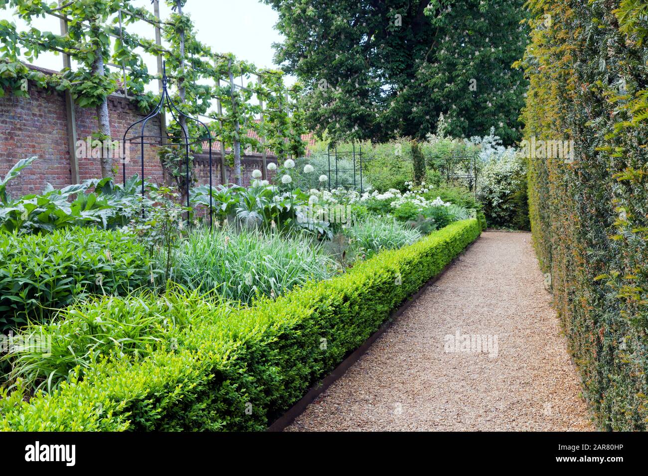 English garden with white allium flowers in bloom, enclosed by brick ...