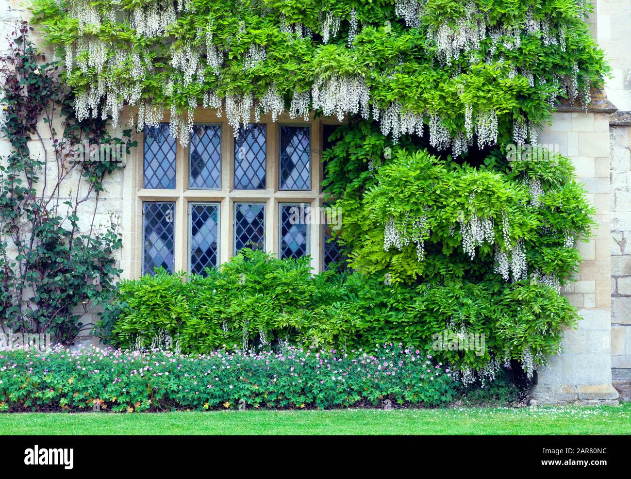 Wisteria with white scented flowers surrounding cottage window, small ...