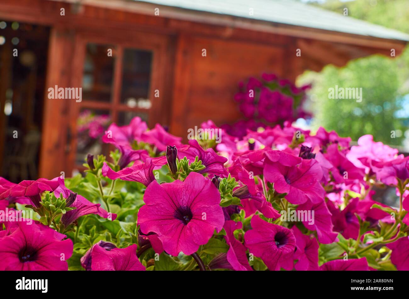 Pink flowers in blossom with a wooden cottage behind them Stock Photo ...