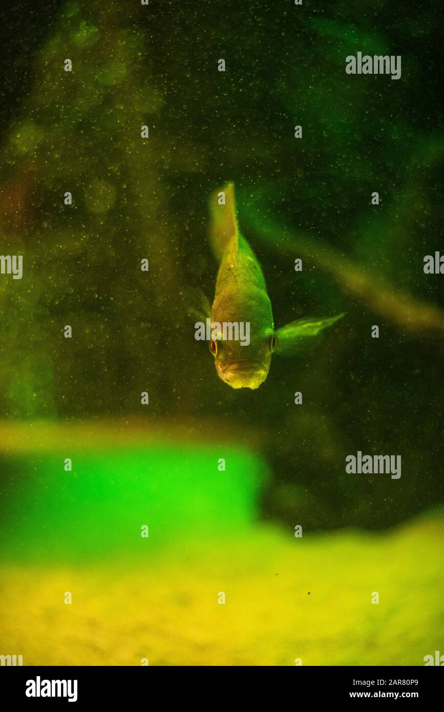 White Giant gourami fish Osphronemus goramy swimming in aquarium tank ...