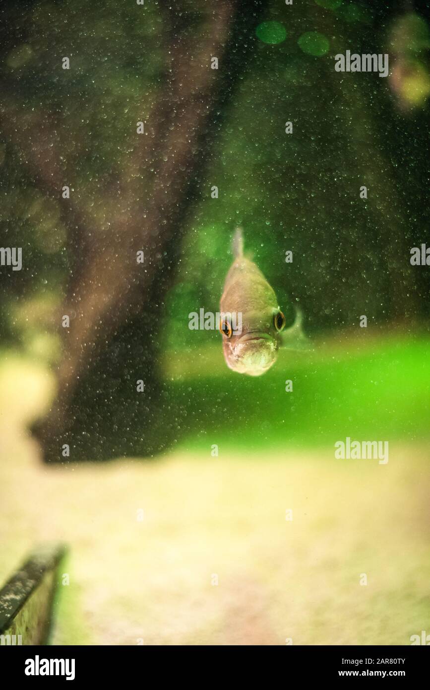 White Giant gourami fish Osphronemus goramy swimming in aquarium tank ...