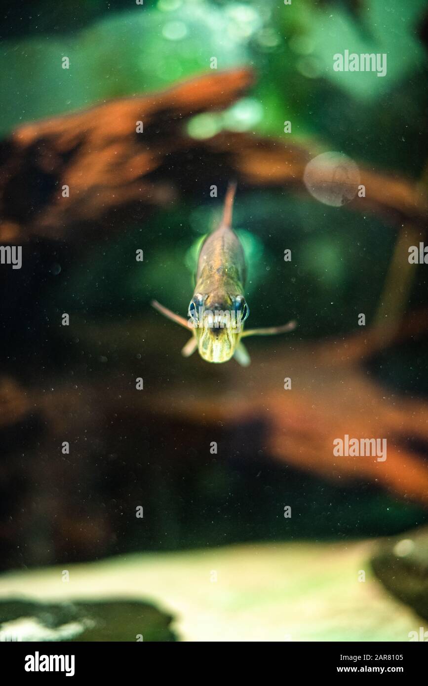 Piranha fish shoal hi-res stock photography and images - Alamy