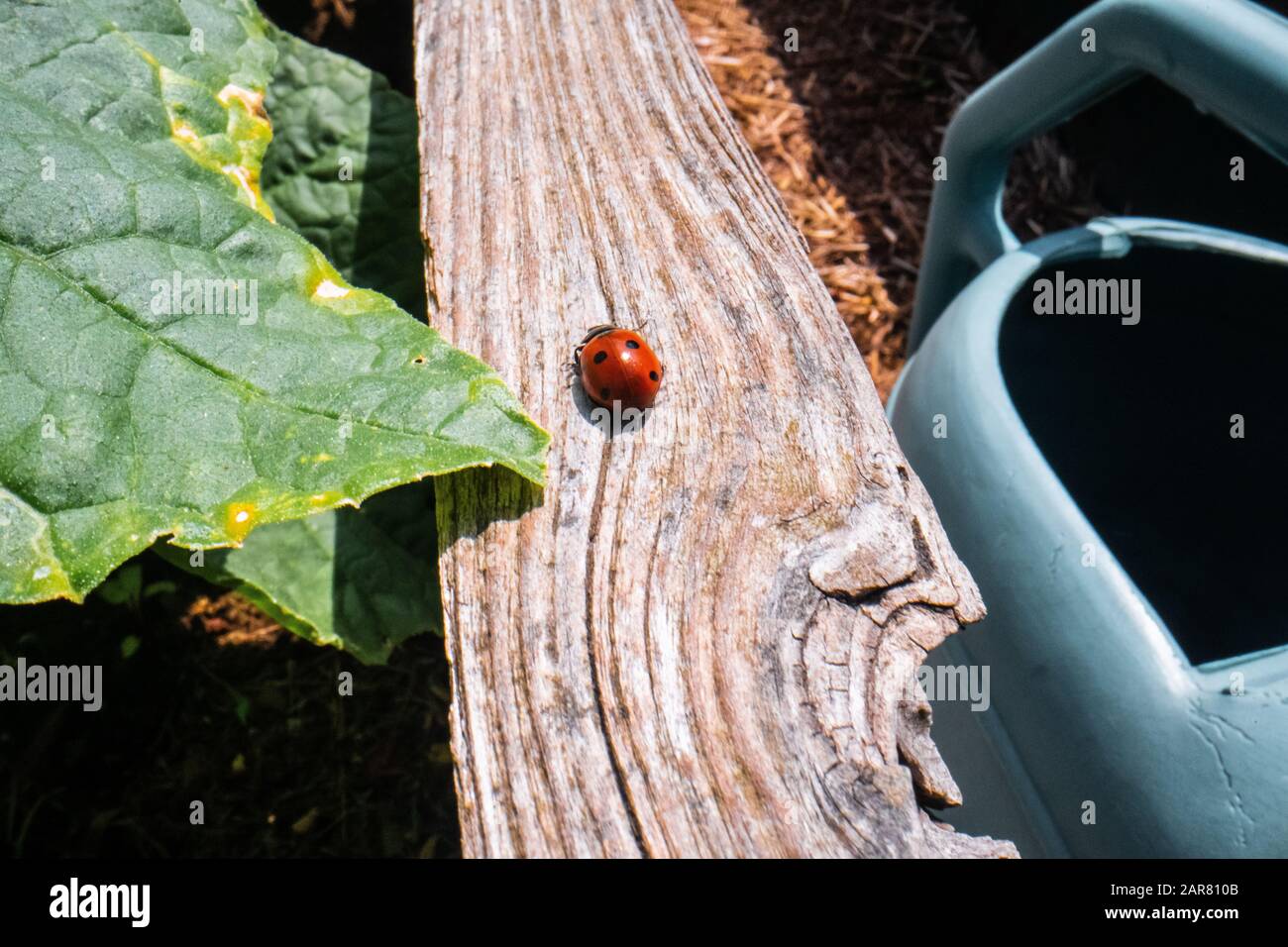 Ladybug on tropical plant leaf hi-res stock photography and images - Alamy