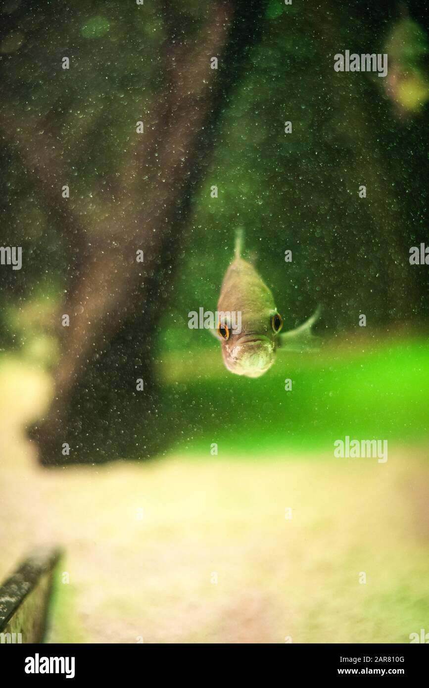 White Giant gourami fish Osphronemus goramy swimming in aquarium tank ...