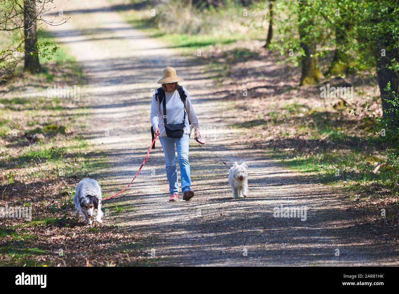 Woman walking with her dogs in the forest Stock Photo - Alamy