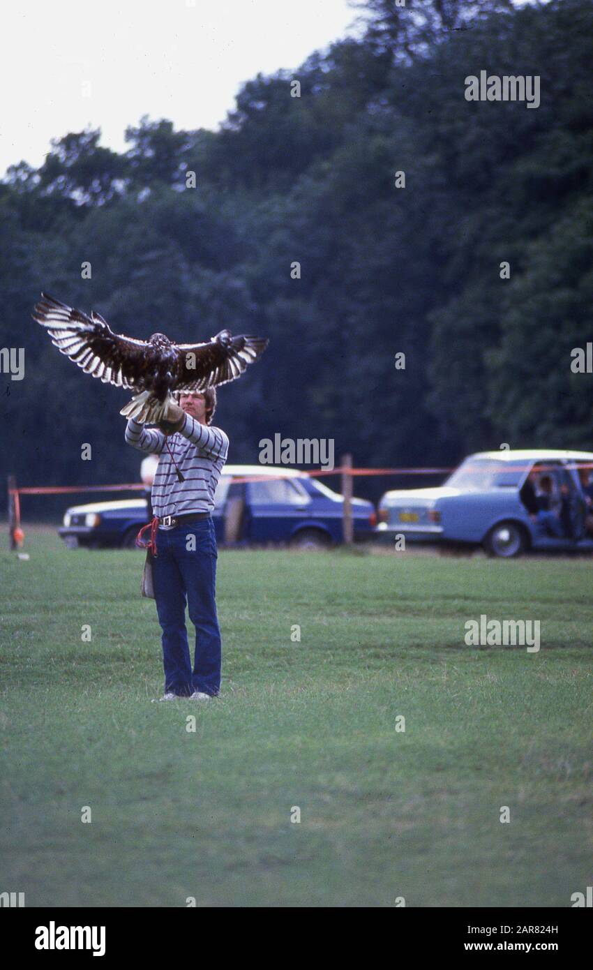 1970s, historical, outside in a field, a male handler with a peregrine ...