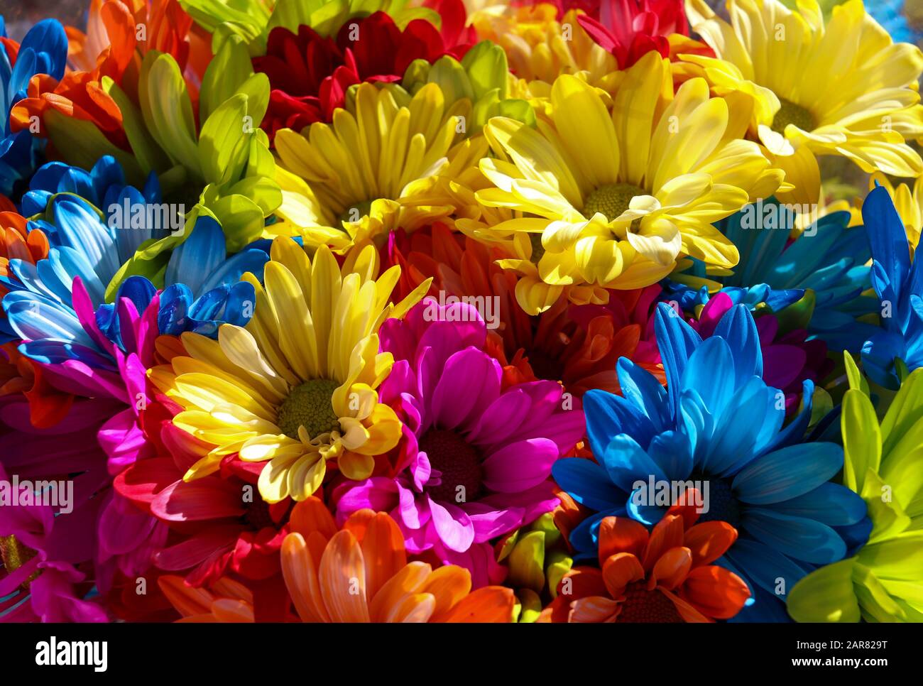 Multi colored flower hi-res stock photography and images - Alamy
