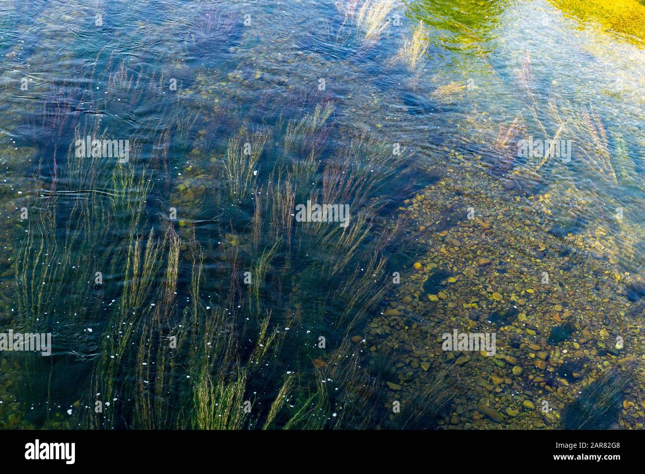 River weeds hi-res stock photography and images - Alamy