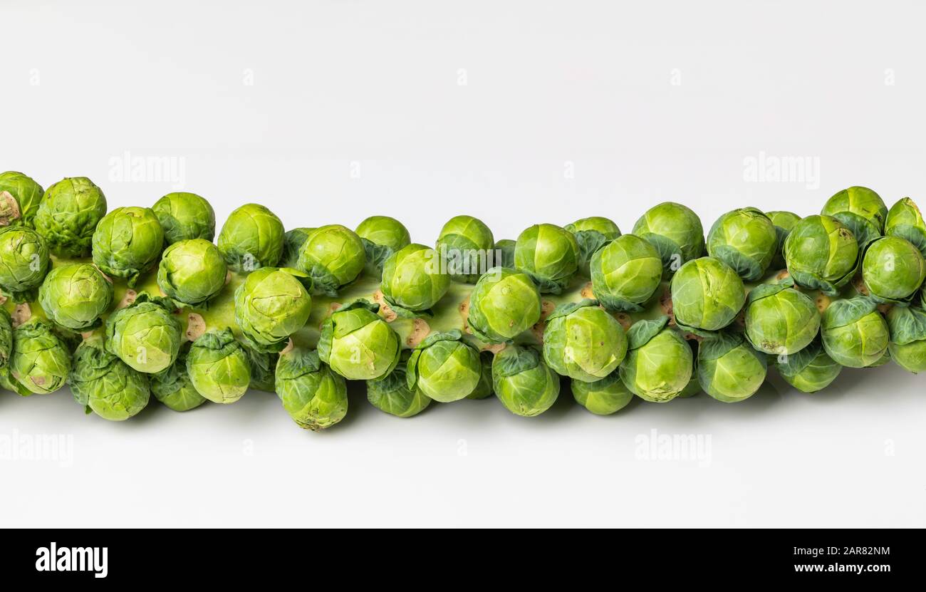 Brussel sprouts on a white background Stock Photo - Alamy