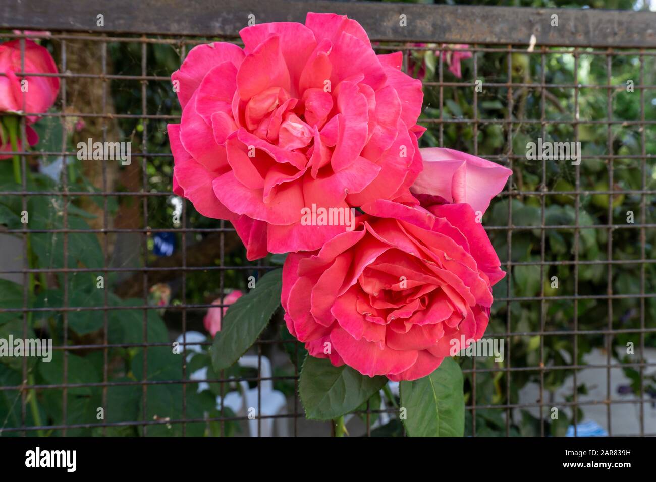 Red roses growing though a wire fence Stock Photo - Alamy