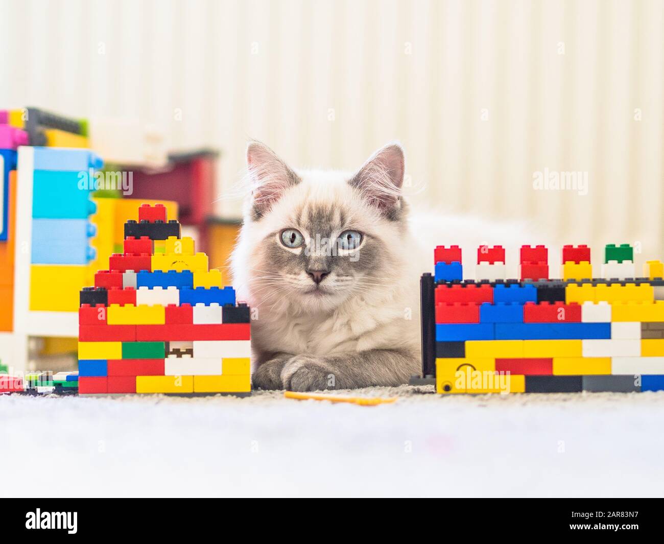 Cat daily life, Ragdoll Stock Photo - Alamy
