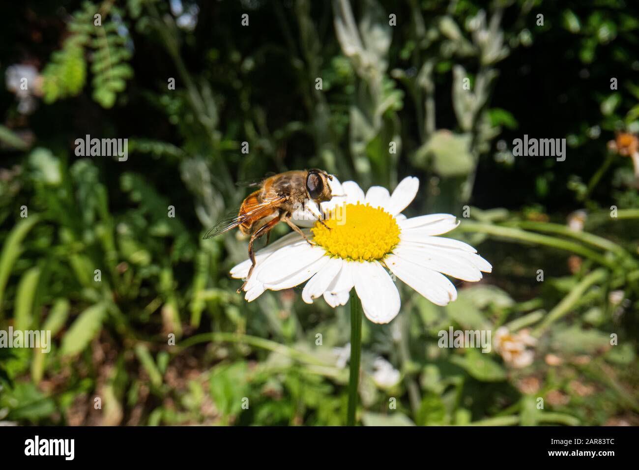 fly on a beautiful flower with nature background, super macro ...