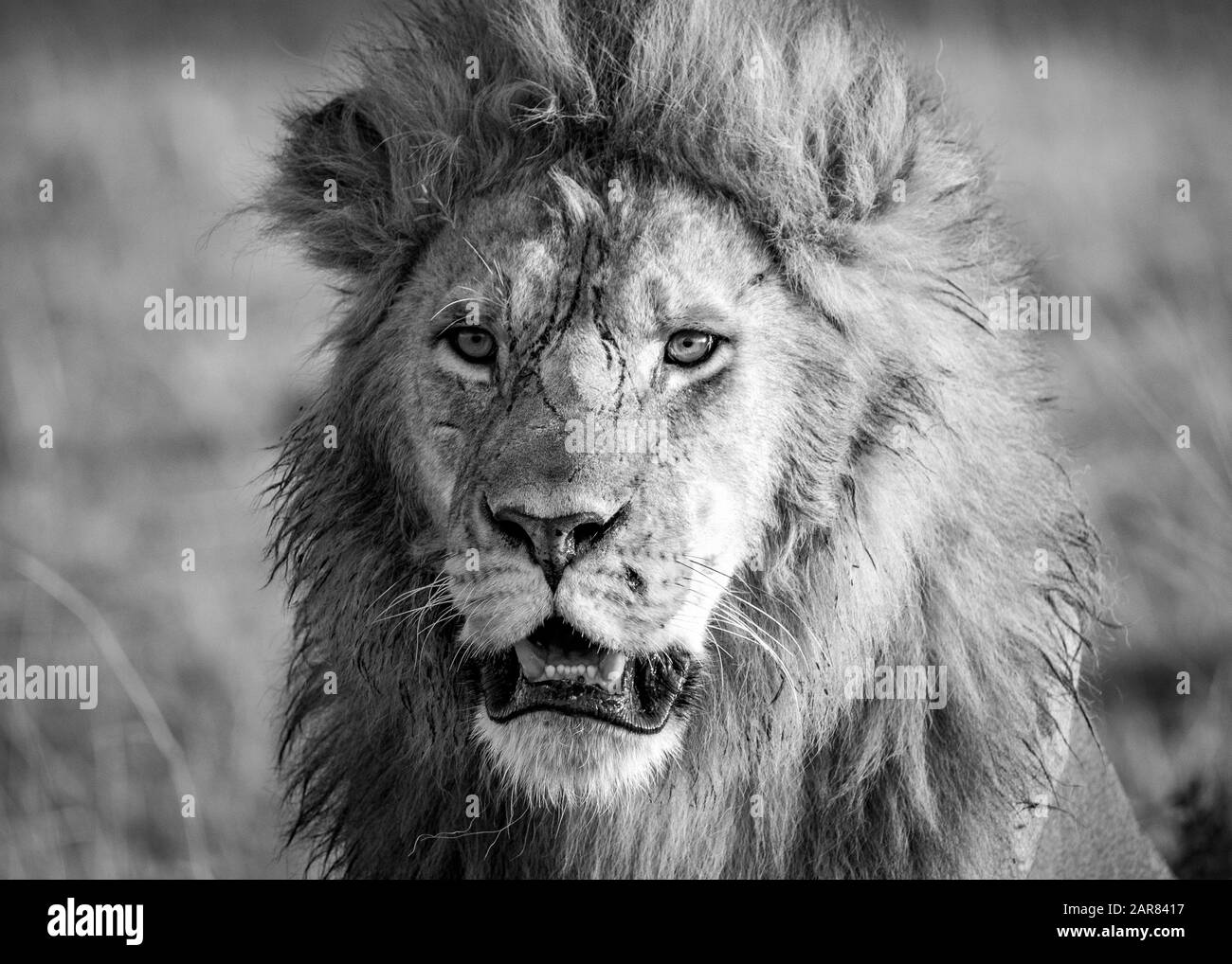 Male lion with intense gaze seen on Masai Mara safari Stock Photo - Alamy