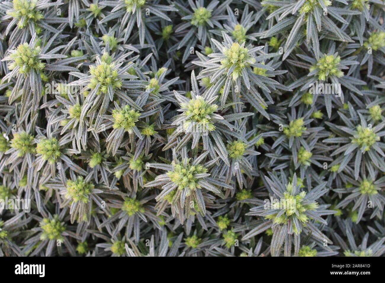 Green leaf plant conservatory hi-res stock photography and images - Alamy