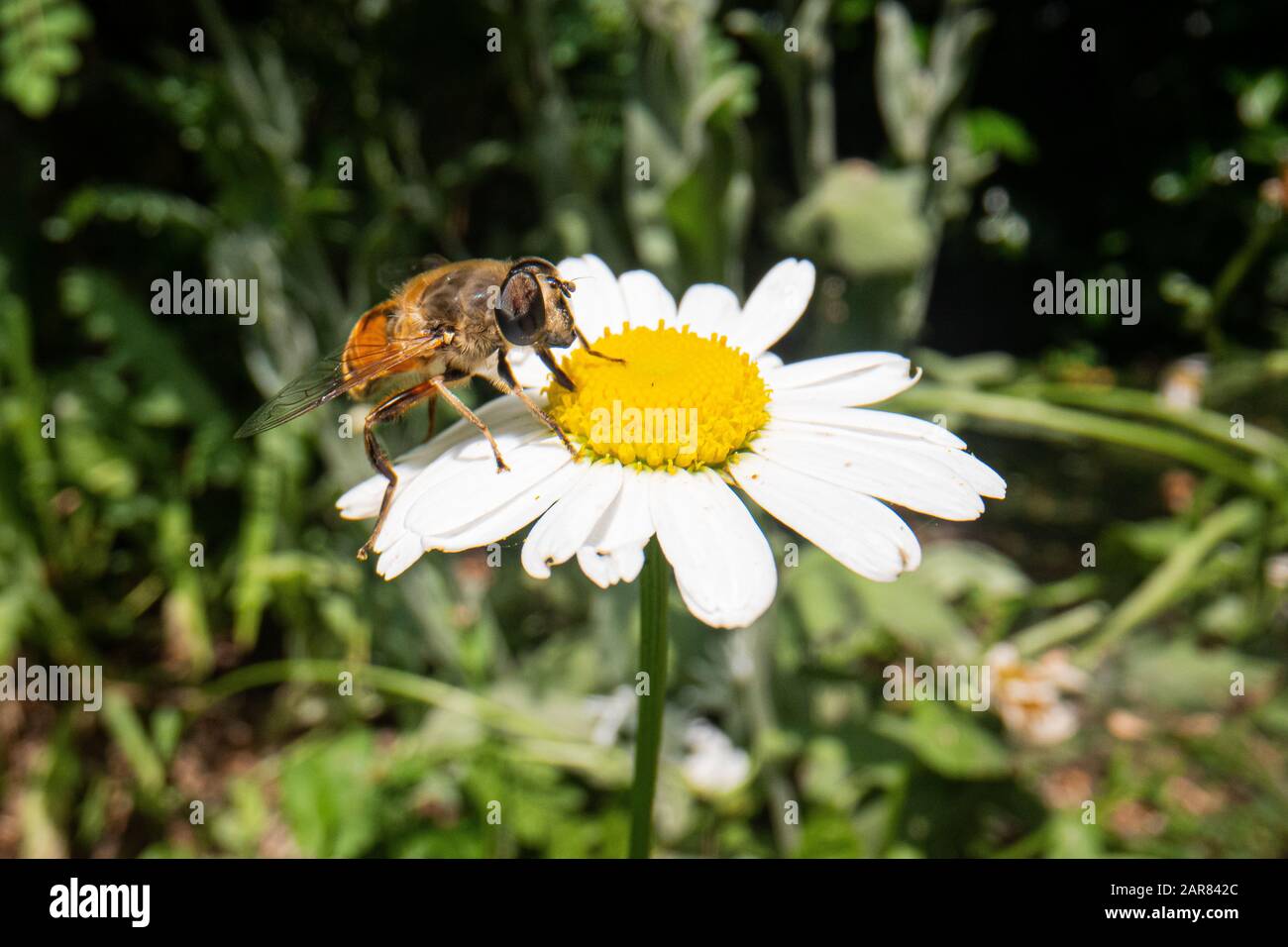 Pyracantha coccinea white flowers hi-res stock photography and images ...
