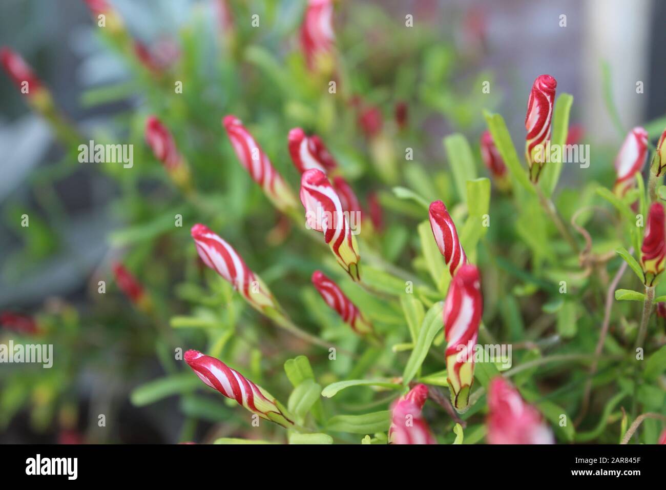 Curled pink effect hi-res stock photography and images - Alamy