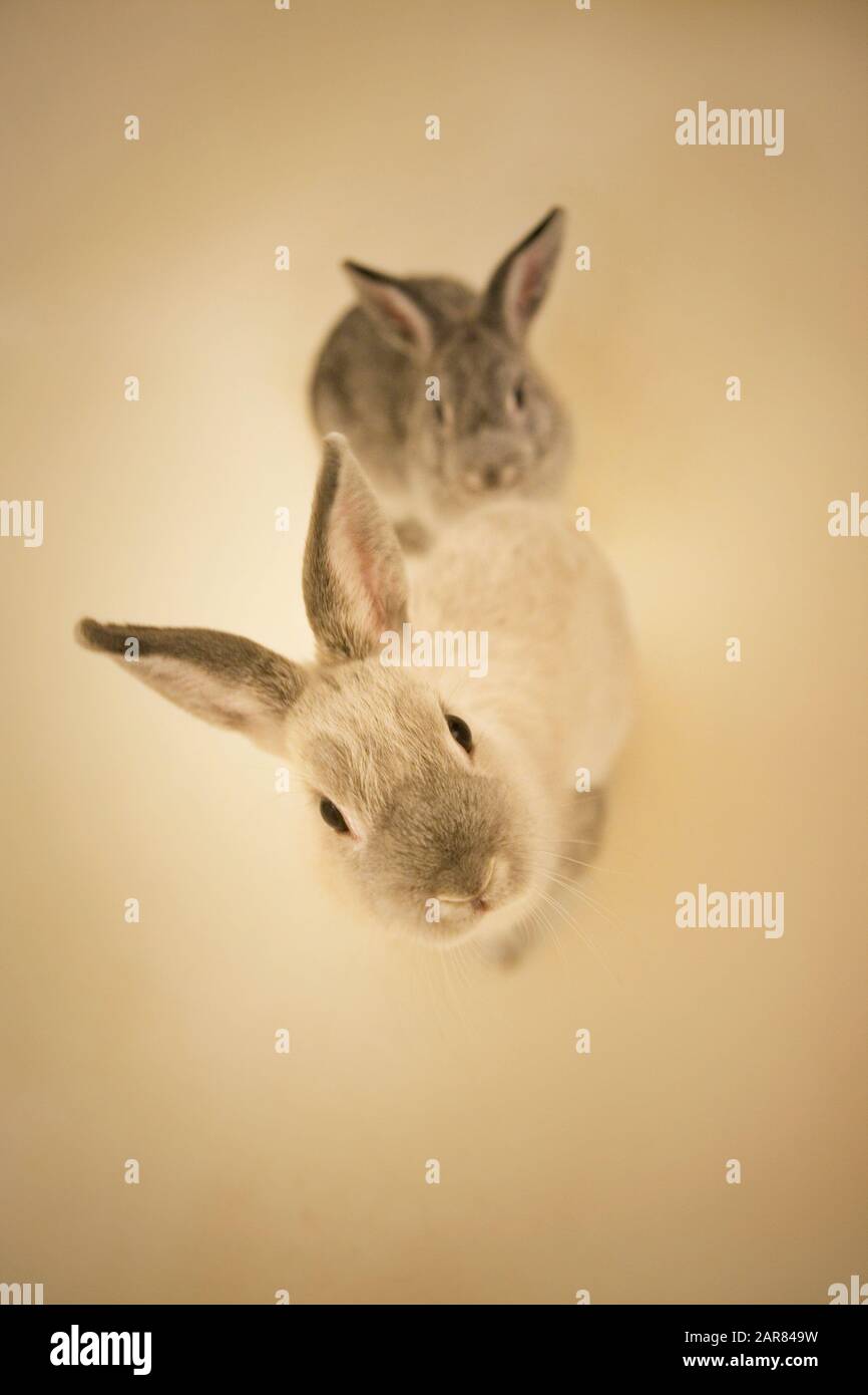 Looking for rabbits hi-res stock photography and images - Alamy
