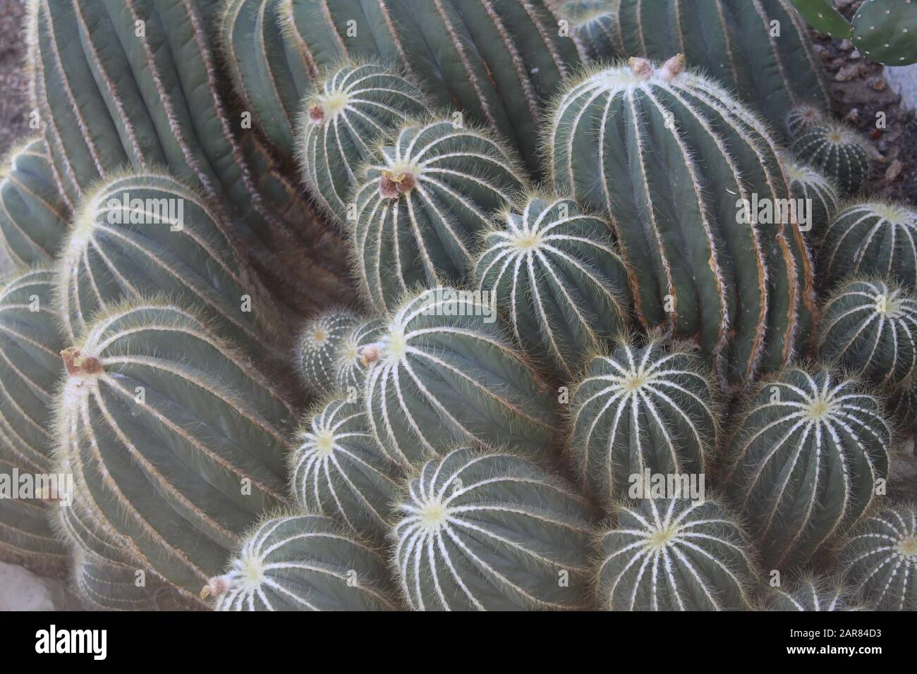 Cacti in the greenhouses of Kew Gardens, London Stock Photo - Alamy