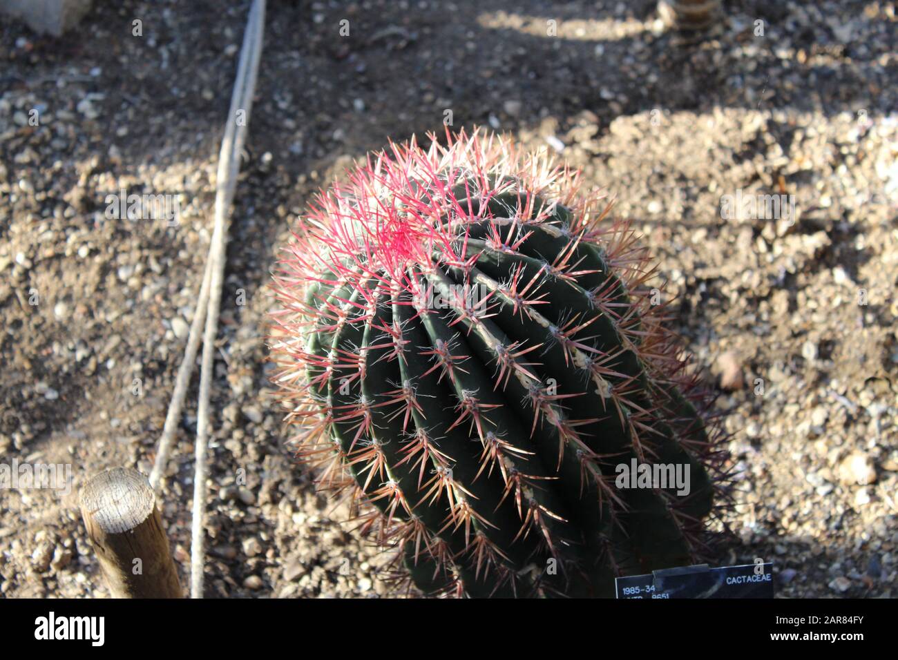 Pink tipped cactus at Kew gardens, London Stock Photo - Alamy