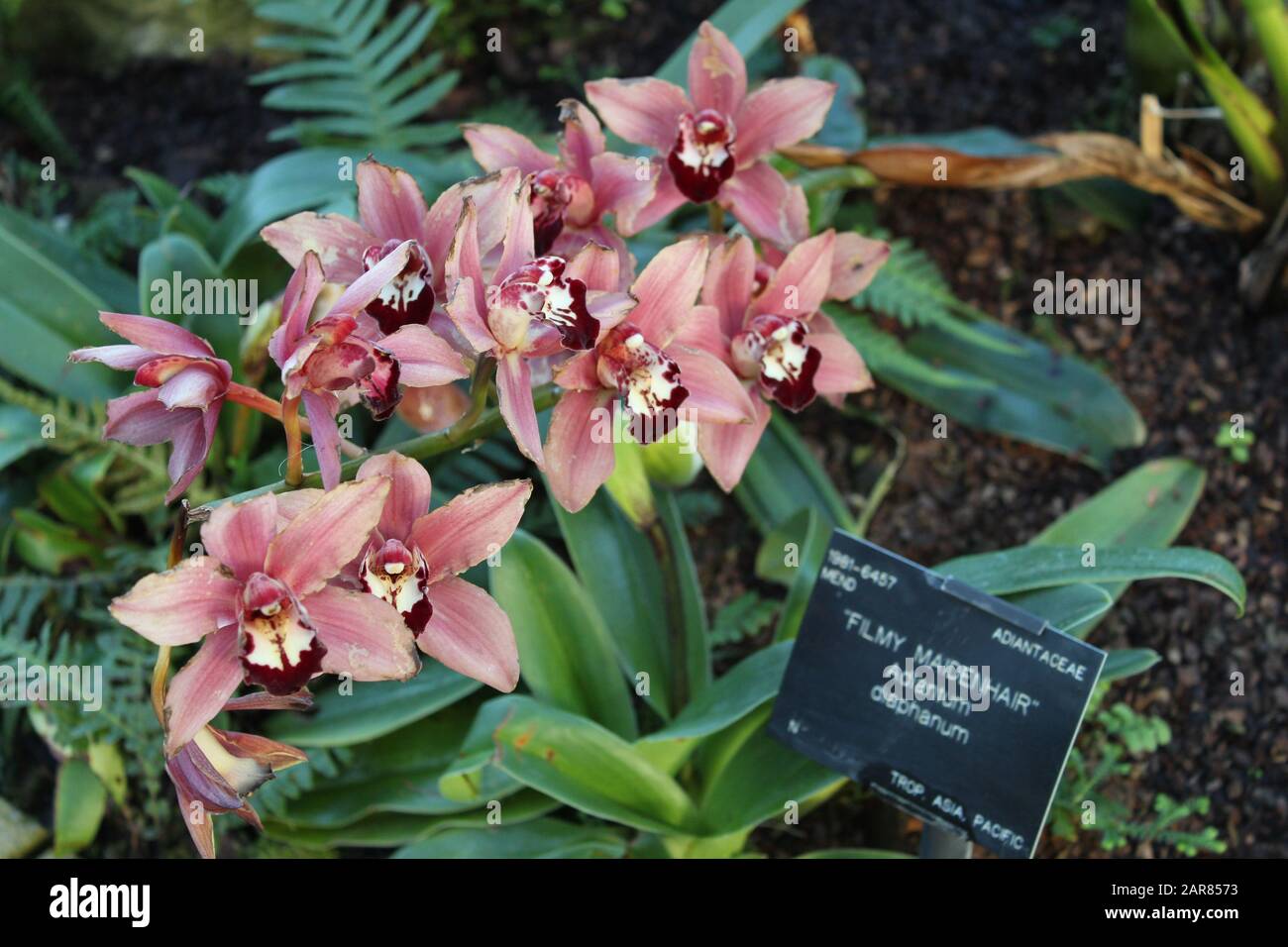 pink and red flowers around a filmy maidenhair fern at Kew botanical ...