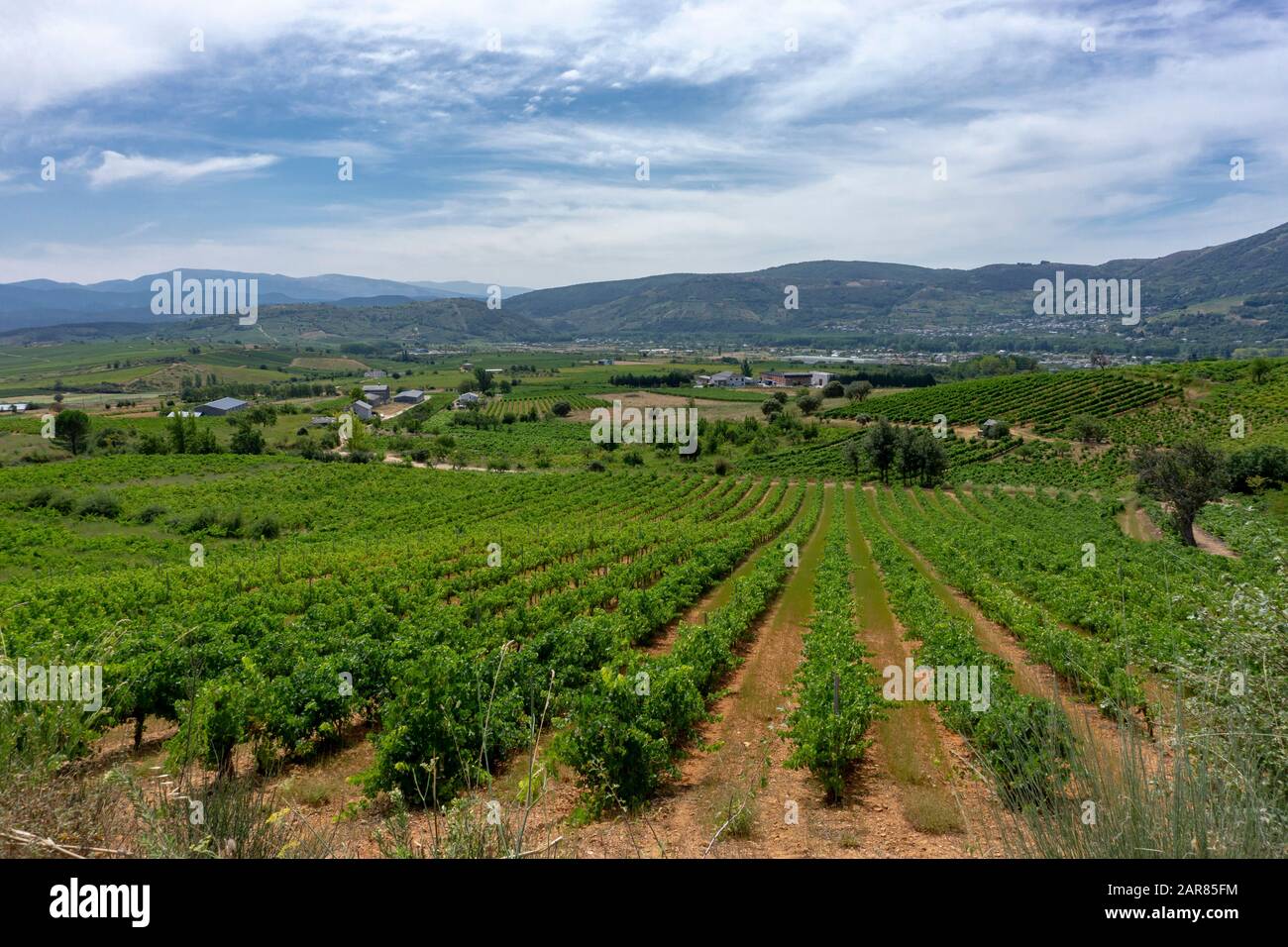Cultivated fields with rows of fruit trees in Spain Stock Photo - Alamy