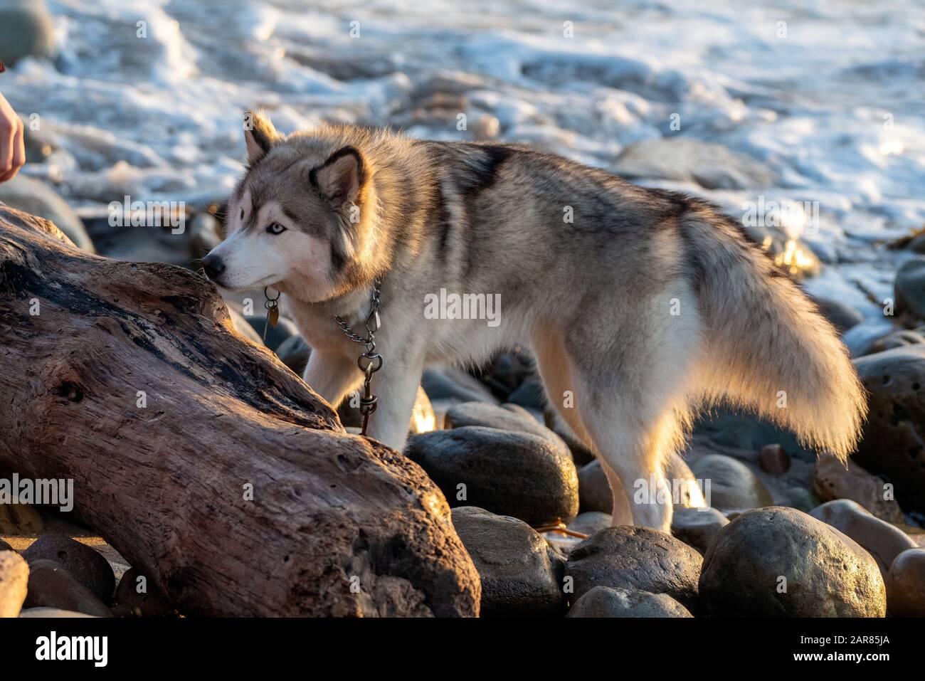 Black and white Siberian Husky with perfect balance among the rocks and ...