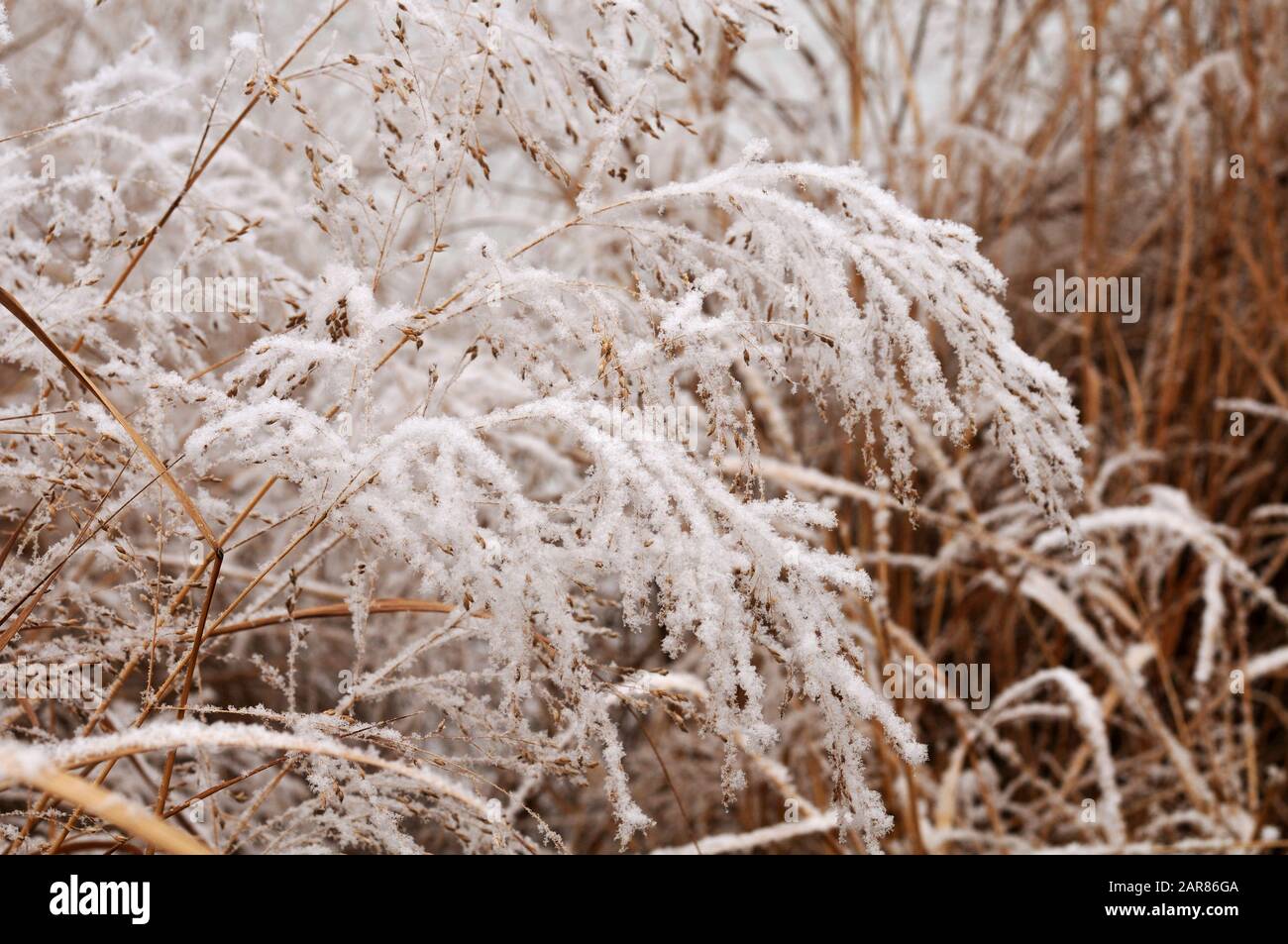 inflorescences of miscanthus sinensis, the chinese silver grass ...