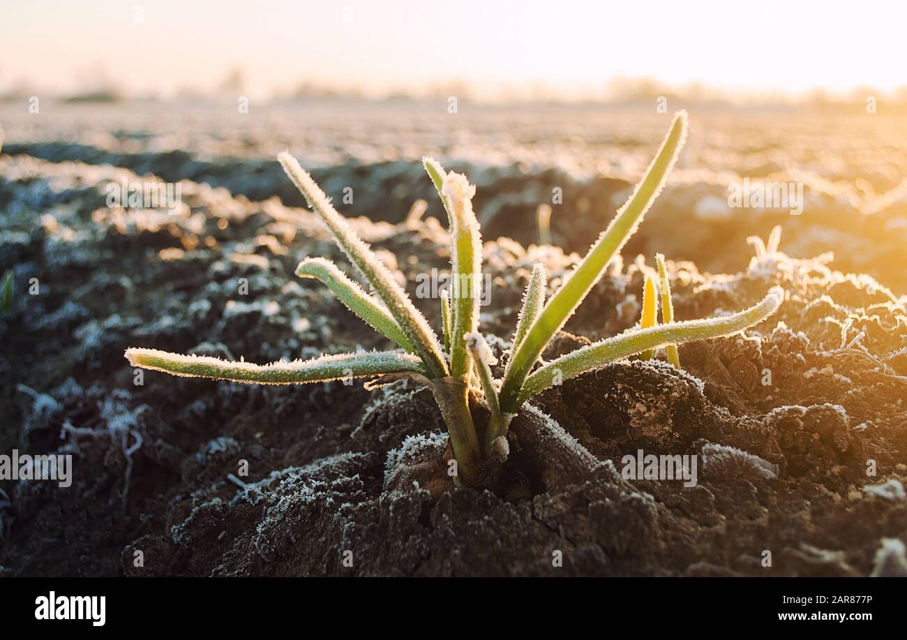 Freezing to death hi-res stock photography and images - Alamy