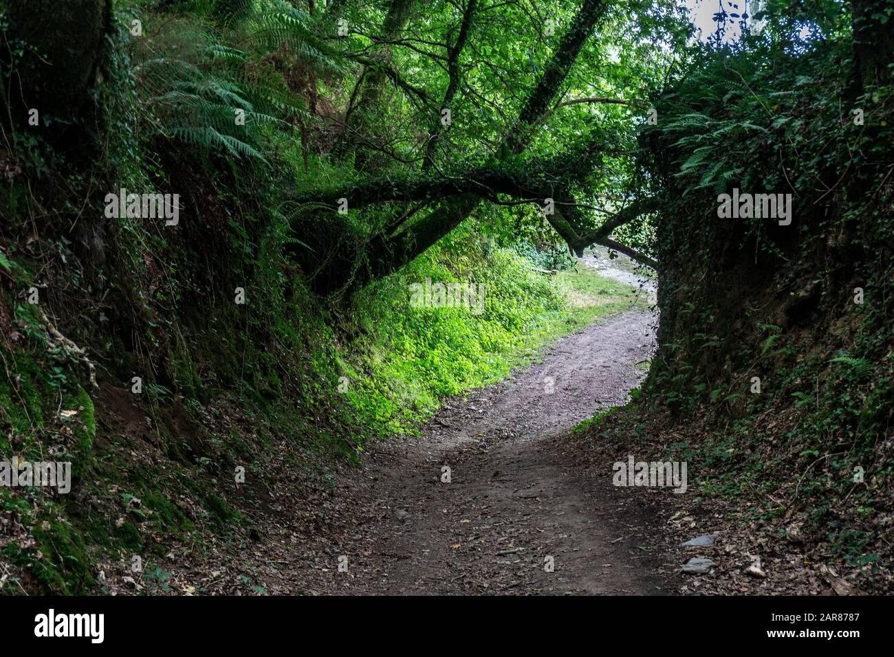 rural tree-lined path in Galicia in Northern Spain on the Camino de ...