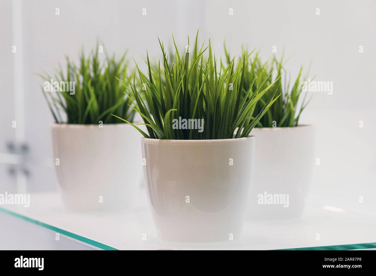 Plants in white pots on the office table Stock Photo - Alamy