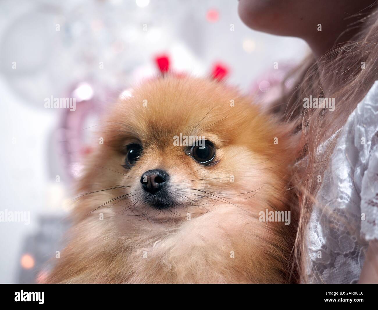 Portrait of a red shaggy Pomeranian dog Stock Photo - Alamy