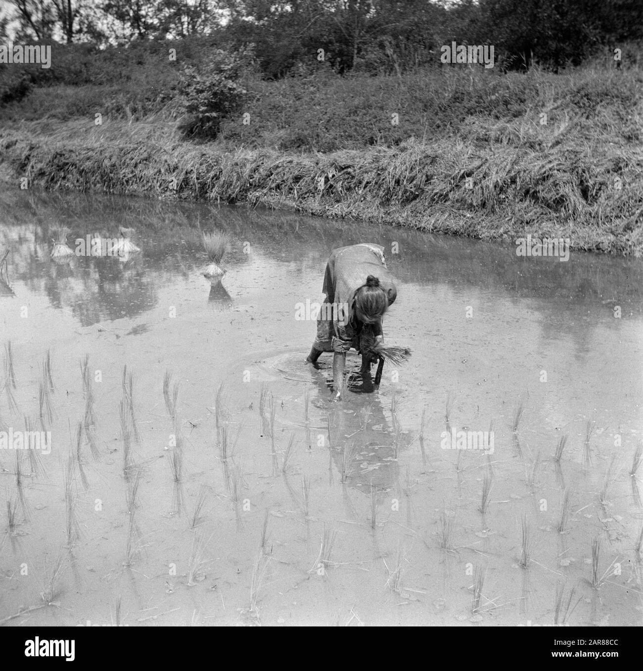 Travel to Suriname and the Netherlands Antilles Rice plant in the ...