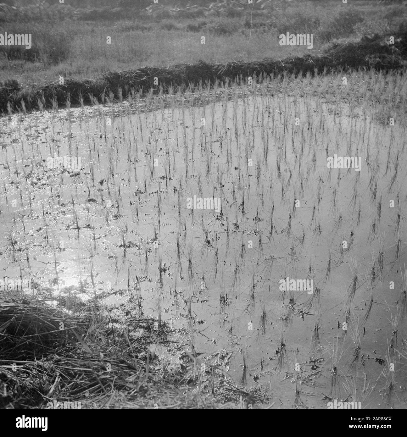 Travel to Suriname and the Netherlands Antilles Rice plant in the ...