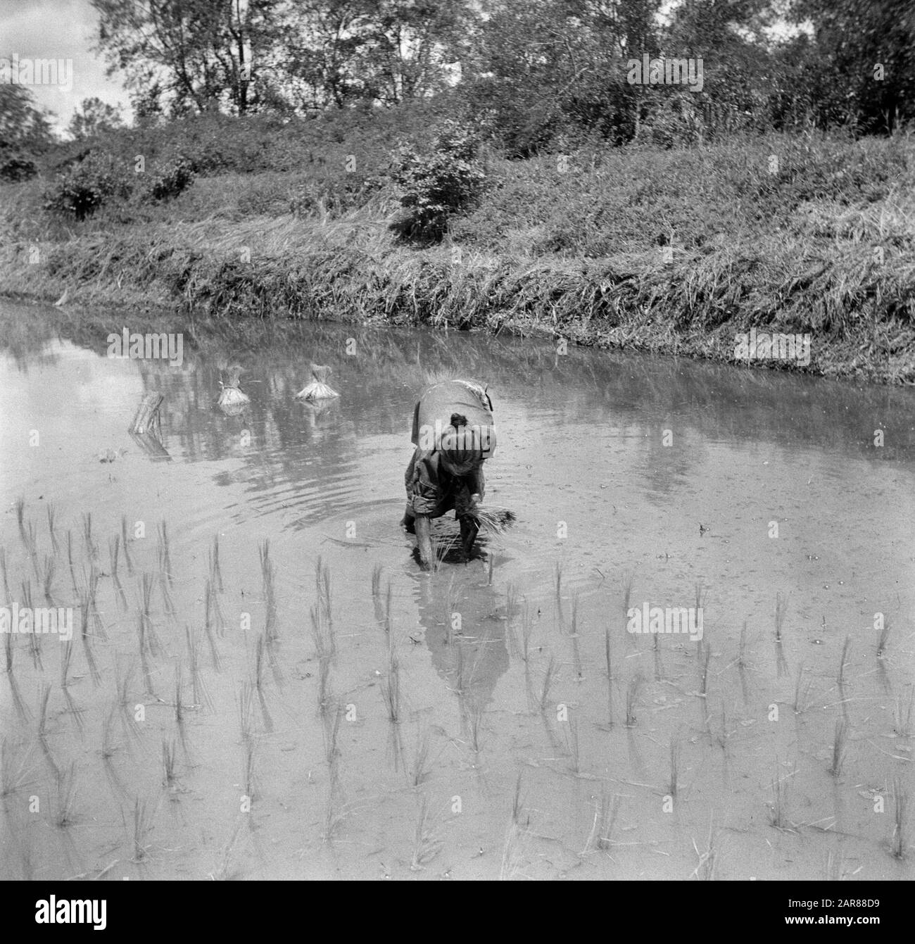 Travel to Suriname and the Netherlands Antilles Rice plant in the ...
