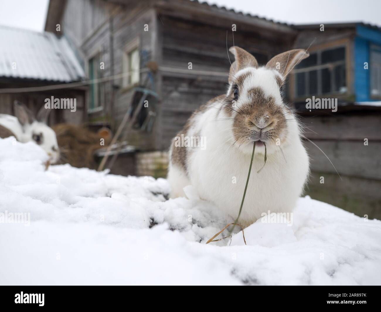 Cute rabbits live in an open pasture in the village Stock Photo - Alamy