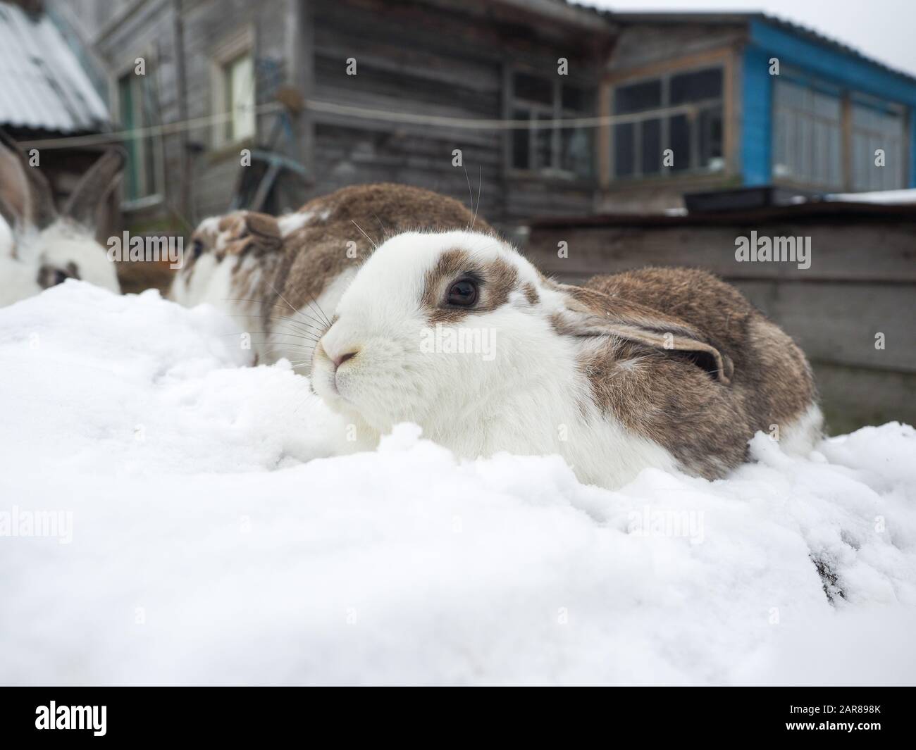 Cute rabbits live in an open pasture in the village Stock Photo - Alamy