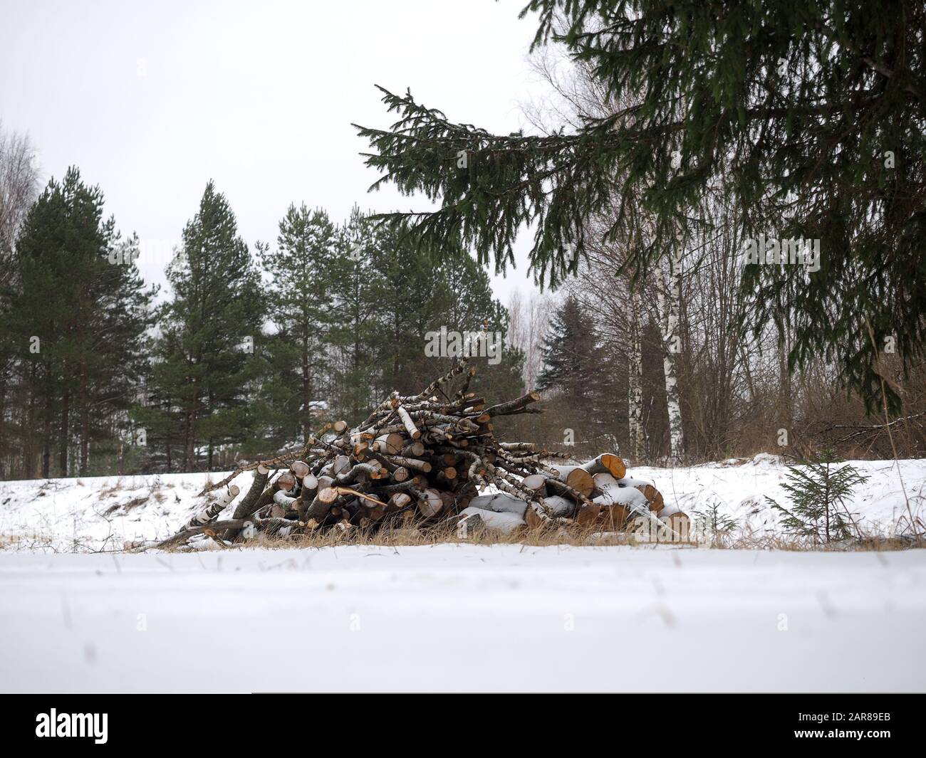 Freshly cut trees for firewood in the forest Stock Photo - Alamy