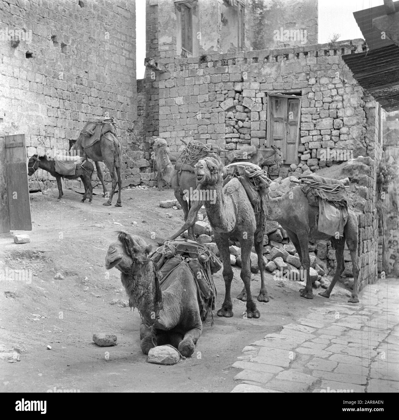 Burden animals hi-res stock photography and images - Alamy