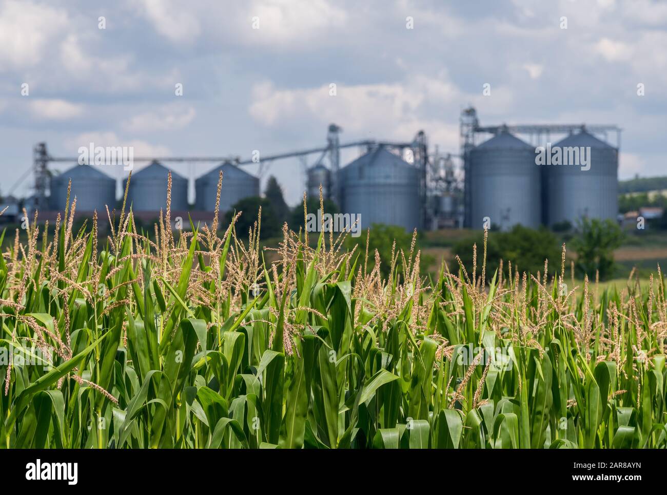 Agricultural Silos. Storage and drying of grains Stock Photo - Alamy