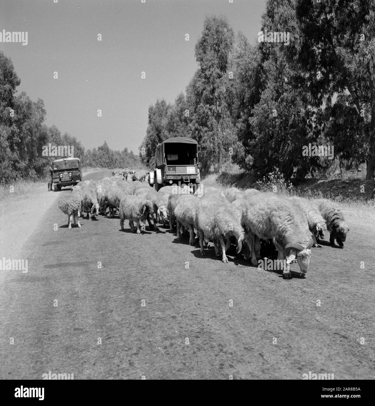 Sheep flock granzing along a road in a landscape with trees and two ...
