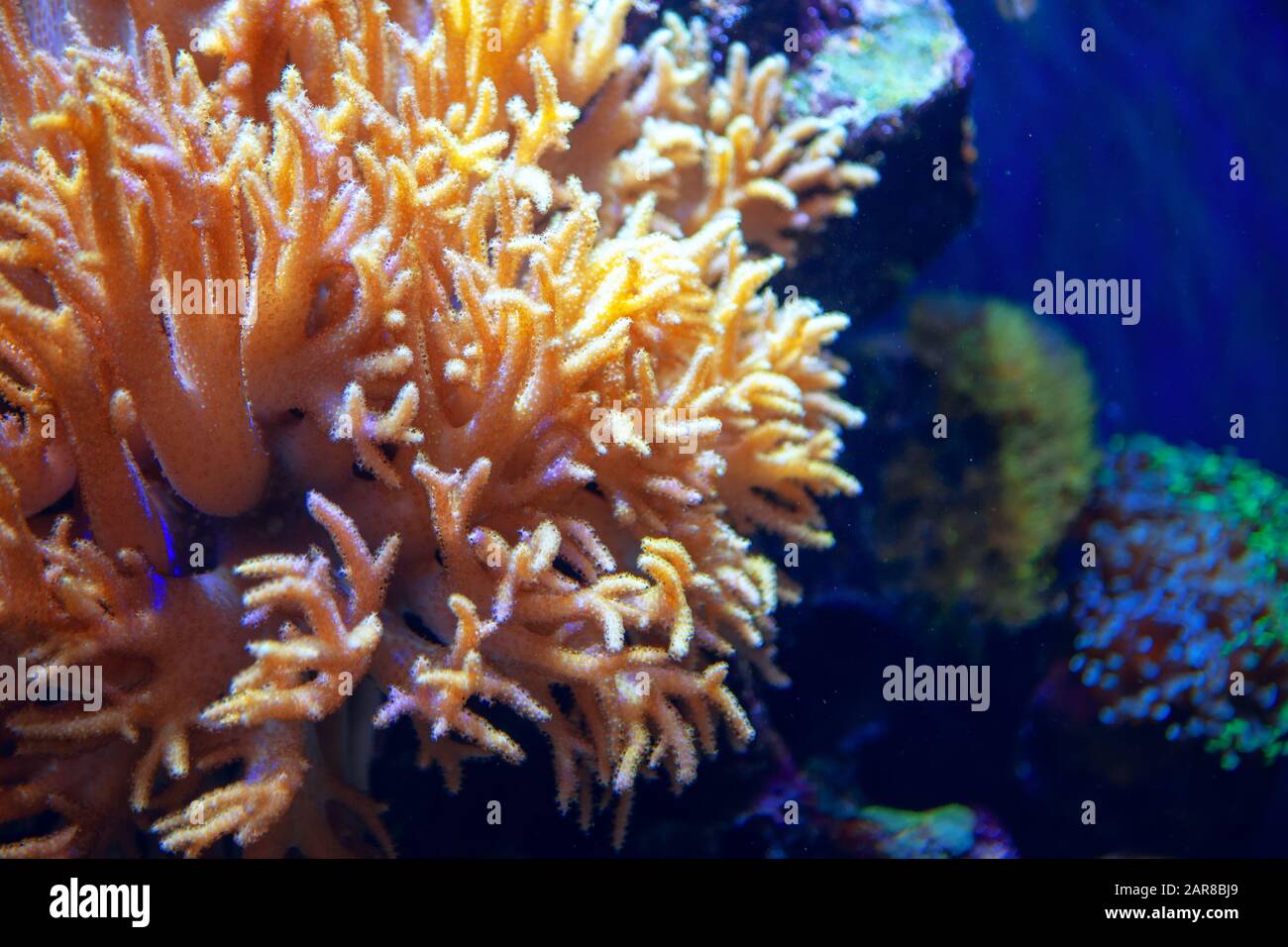 colorful coral plants in the blue ocean blue water Stock Photo - Alamy