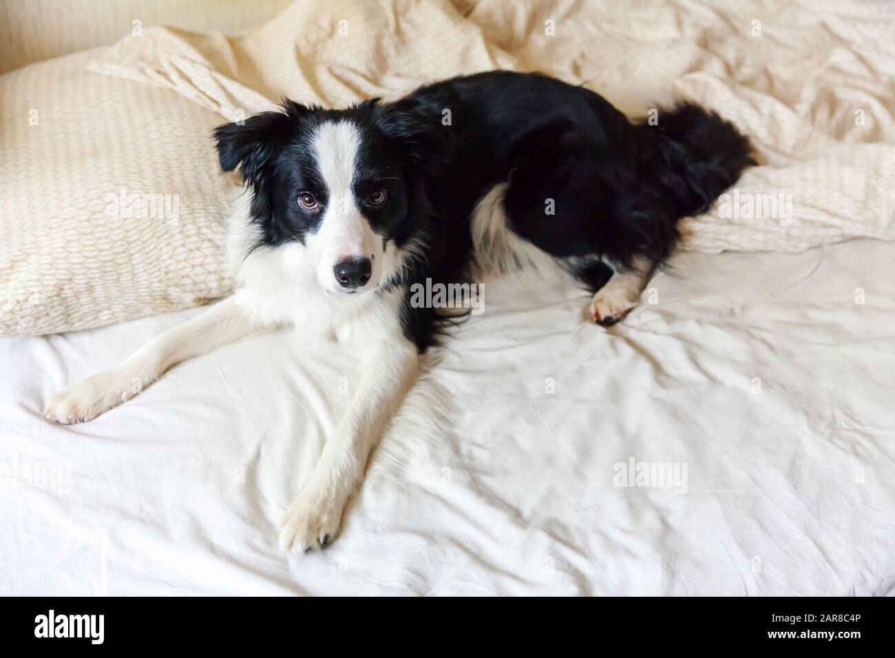 Portrait of cute smilling puppy dog border collie lay on pillow blanket ...
